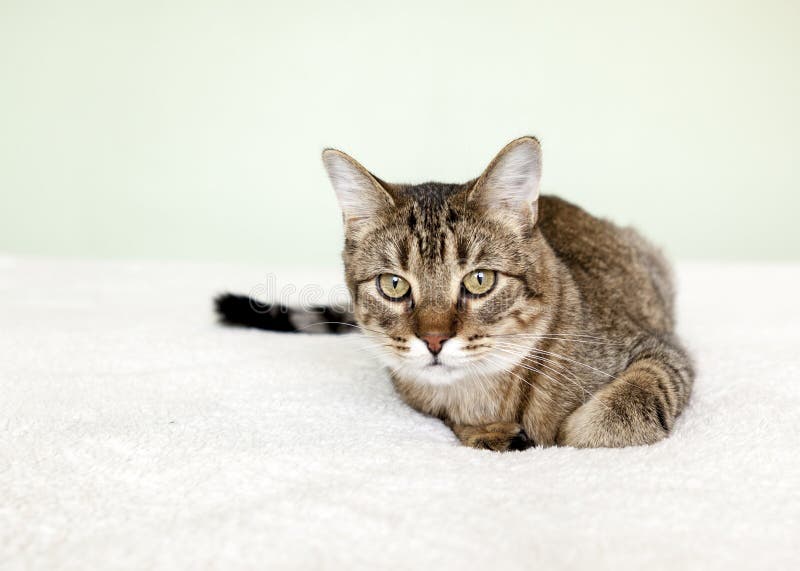 Small Tabby Kitten stock image. Image of little, adorable - 30524995