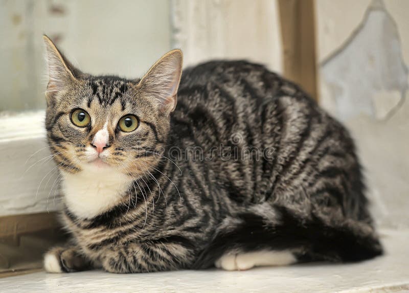 A small tabby cat stock photo. Image of green, health - 45604996