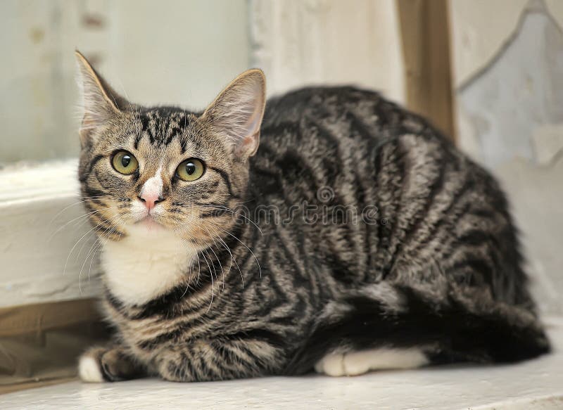 A small tabby cat stock image. Image of indoors, pets - 45605731