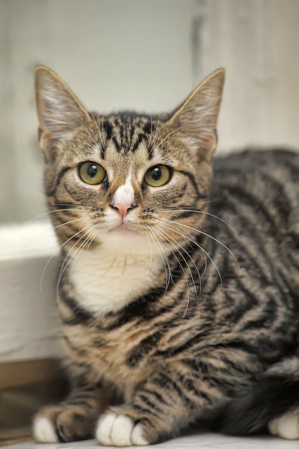 A small tabby cat stock photo. Image of green, health - 45605442