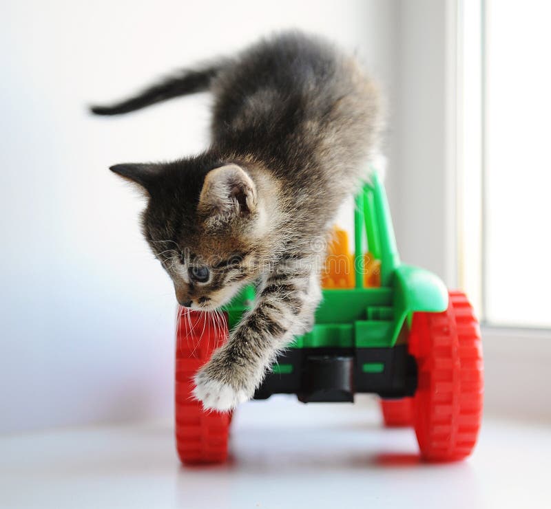 Small Tabby Fluffy Kitten Riding a Toy Car on the Windowsill Stock ...