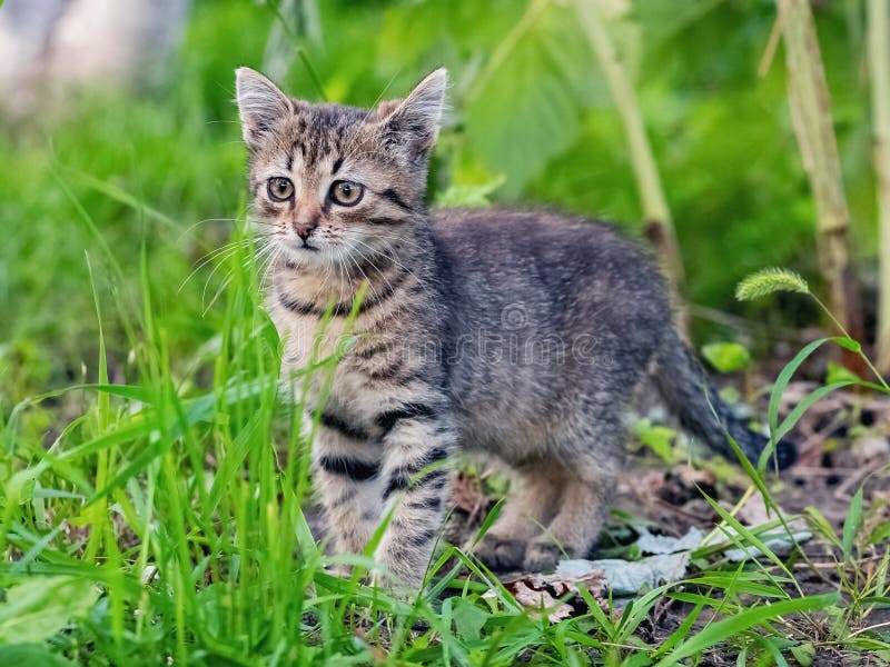 A Small Tabby Cat on a Tree in Autumn in Sunny Weather Stock Photo ...