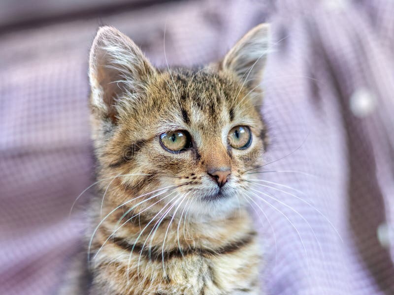 A Small Tabby Cat on a Tree in Autumn in Sunny Weather Stock Photo ...