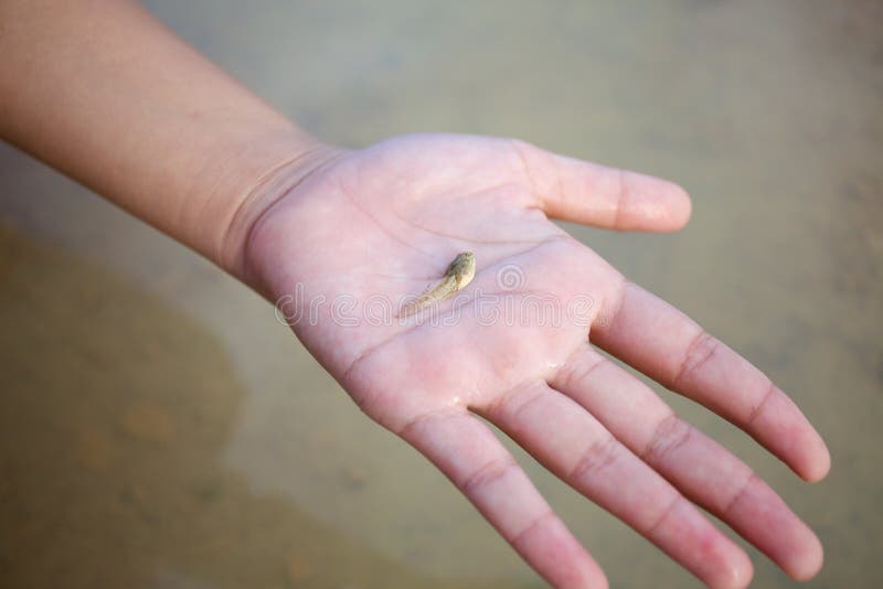 Small Tadpoles in a River Transparent Water Stock Photo - Image of ...