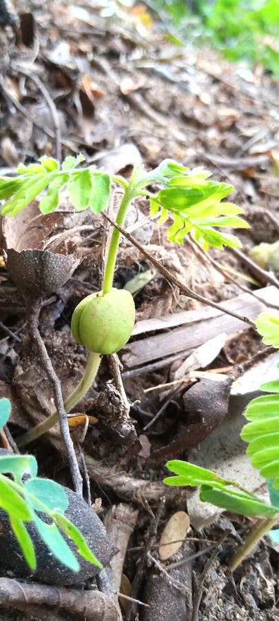 Small Tamarind tree stock image. Image of small, cute - 167022679