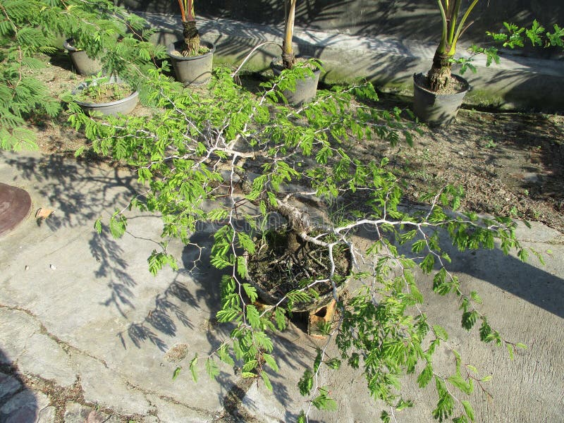 Small tamarind tree stock image. Image of small, wildlife - 254096073