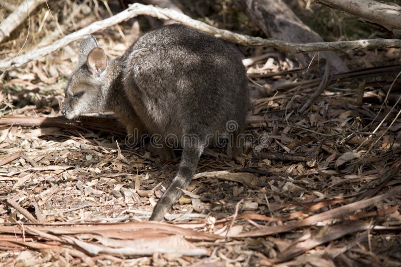 A small tammar wallaby stock image. Image of marsupial - 145350263