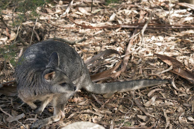 A small tammar wallaby stock image. Image of tail, brown - 145350283
