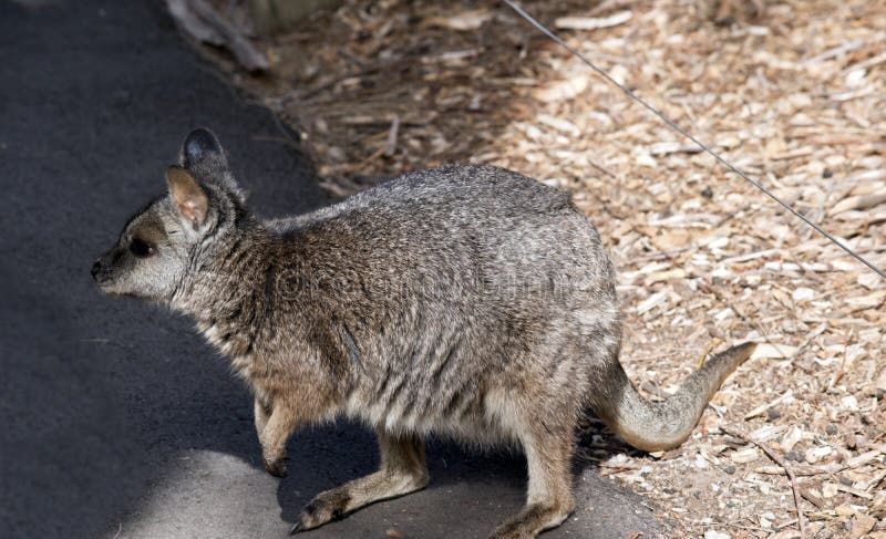 A small tammar wallaby stock photo. Image of nature - 145350324
