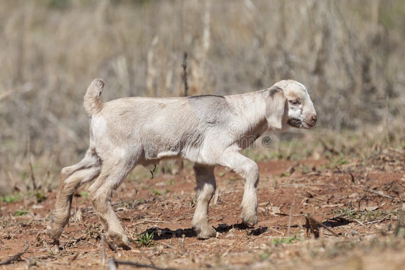 Tan goat stock image. Image of looking, nose, gaze, ears - 35881519
