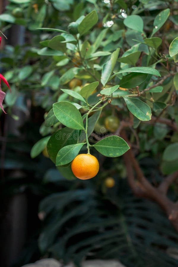 Small Tangerine Growing on a Tree in a Garden Stock Image - Image of ...