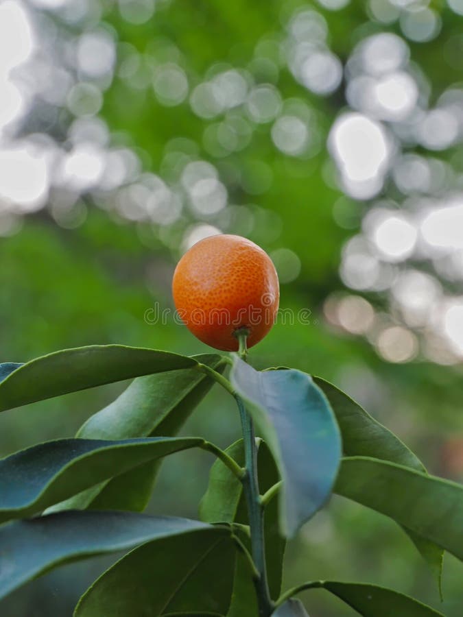 Tangerine on a Tree Against Sunlight Stock Image - Image of green ...