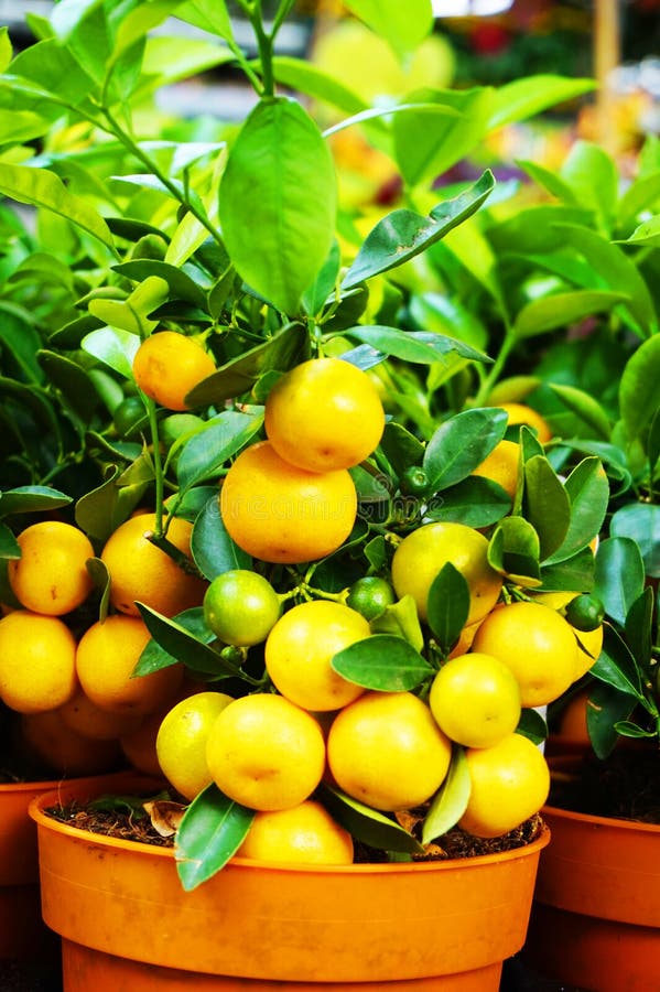 Small Tangerine Orange Plant Stock Image - Image of tropical, fruit ...