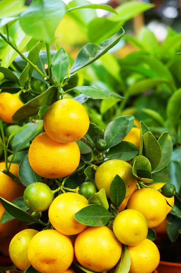 Small Tangerine Orange Plant Stock Image - Image of fruit, nature ...