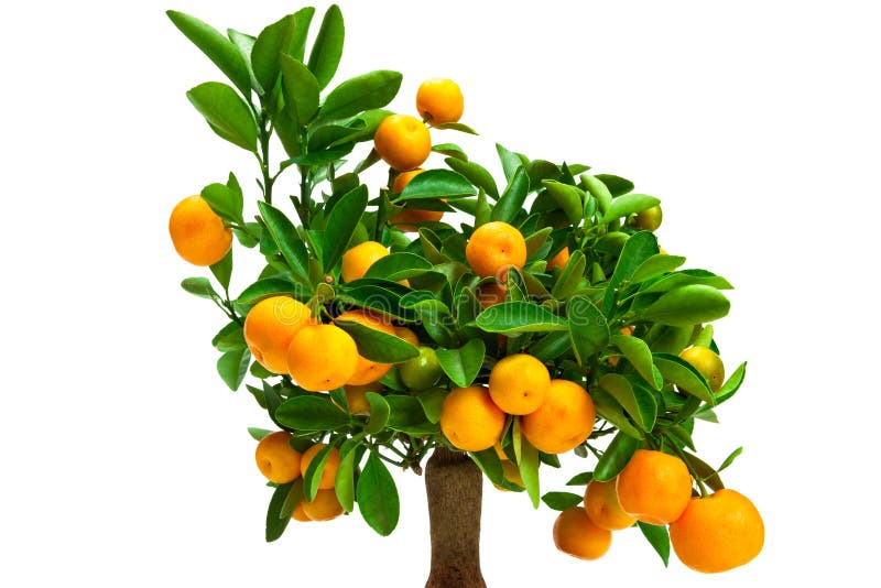 Small Tangerine stock image. Image of antalya, turkey - 107312329