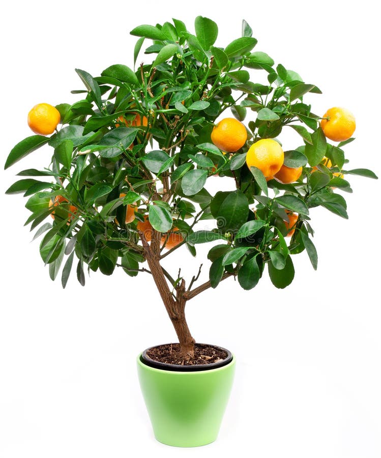 Citrus Tree with Fruit - Small Orange Stock Photo - Image of tangerine ...