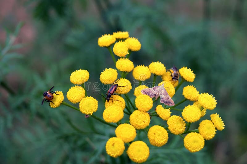 Small Tansy Flowers on Which Insects Sit Stock Photo - Image of ...