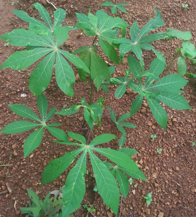 Small tapioca pearls stock image. Image of meal, tapioca - 175507159