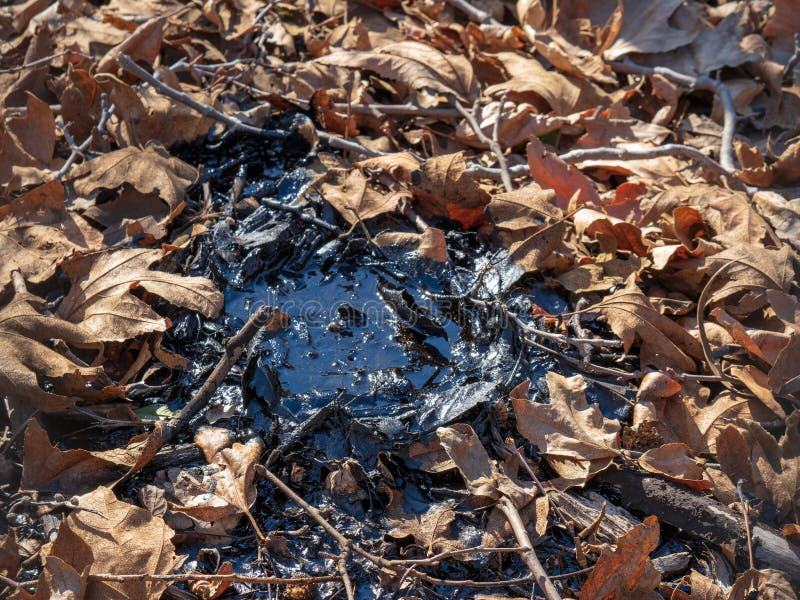 335 Tar Pit Stock Photos - Free & Royalty-Free Stock Photos from Dreamstime