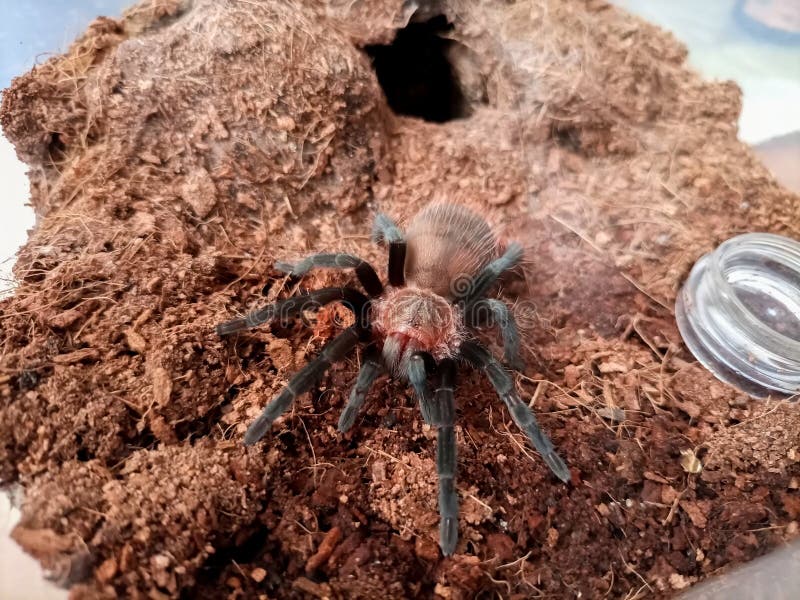 Small Tarantula with Furry Paws Wearing a Knitted Hat. AI Generated ...