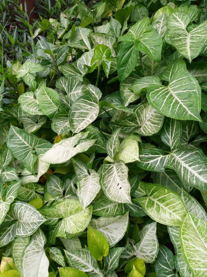 Small Taro Flower with White Green Pattern Stock Photo - Image of ...