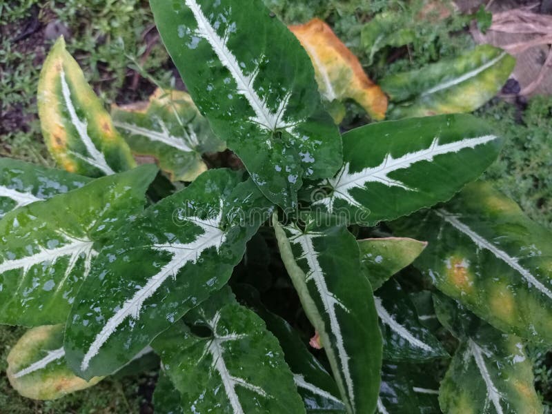 Small Taro Root Crops, Also Known As Gabi In The Philippines Stock ...