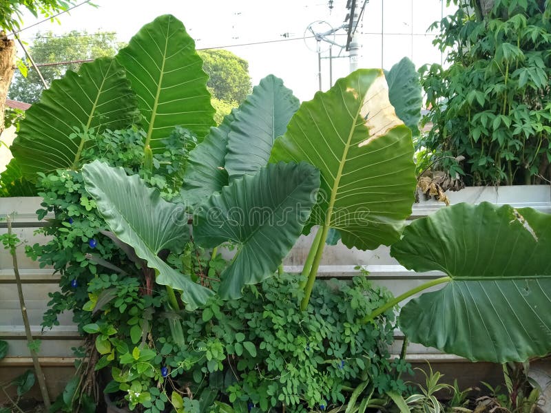 Small Taro Leaf Plant (C. Esculenta) Which is in the Backyard Stock ...