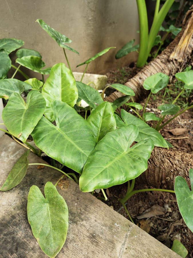 Small Taro Root Crops, Also Known As Gabi In The Philippines Stock ...
