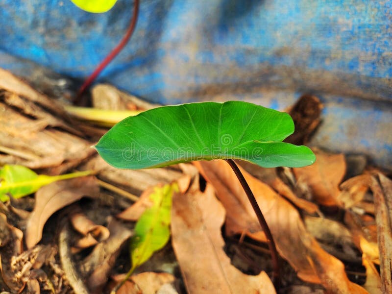 Small Taro that Lives on the Edge of Rice Fields Stock Image - Image of ...