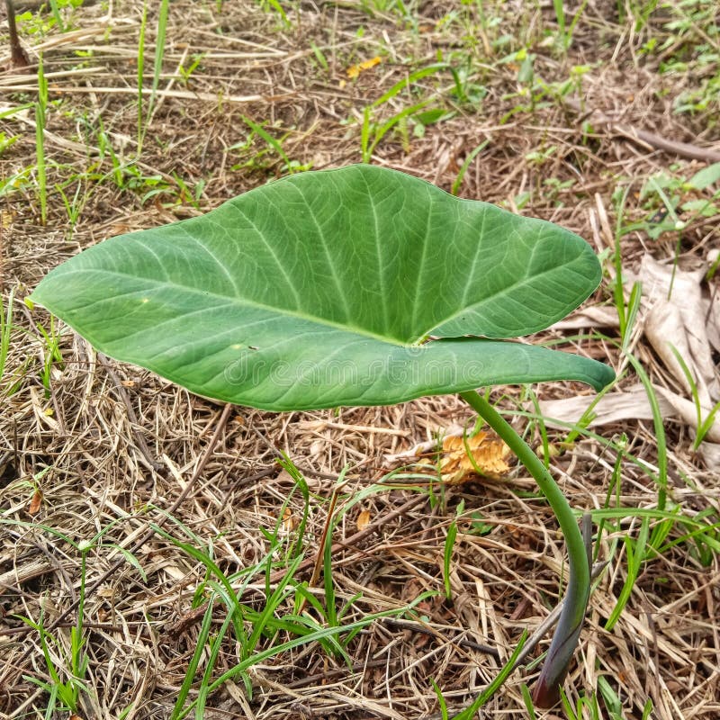 Taro tree stock photo. Image of natural, antiquorum, field - 38234054