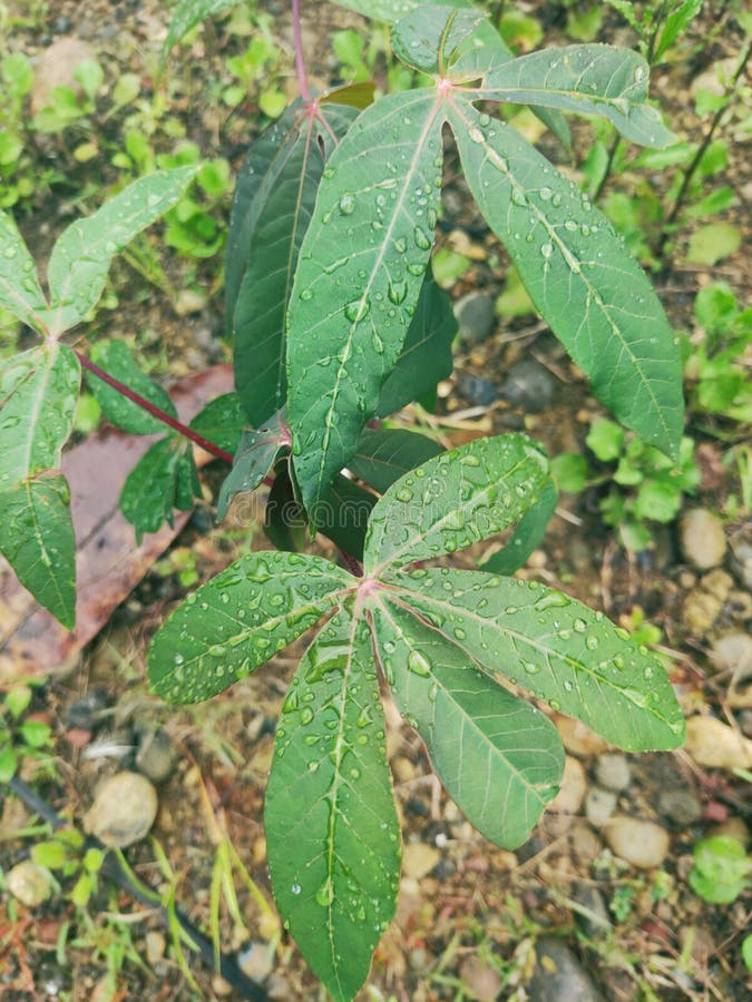 A Small Taro Tree with Rainwater Still on Its Leaves Stock Image ...