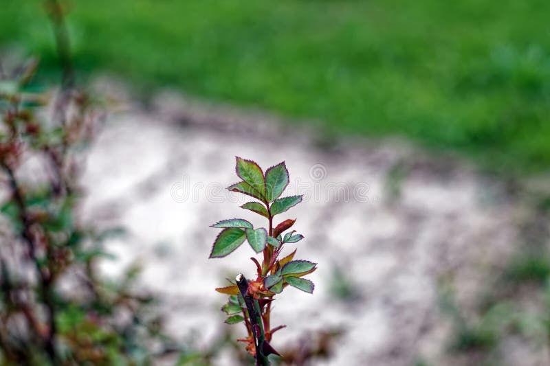 Small Tea Rose Leaves in the Flower Bed Stock Image - Image of natural ...