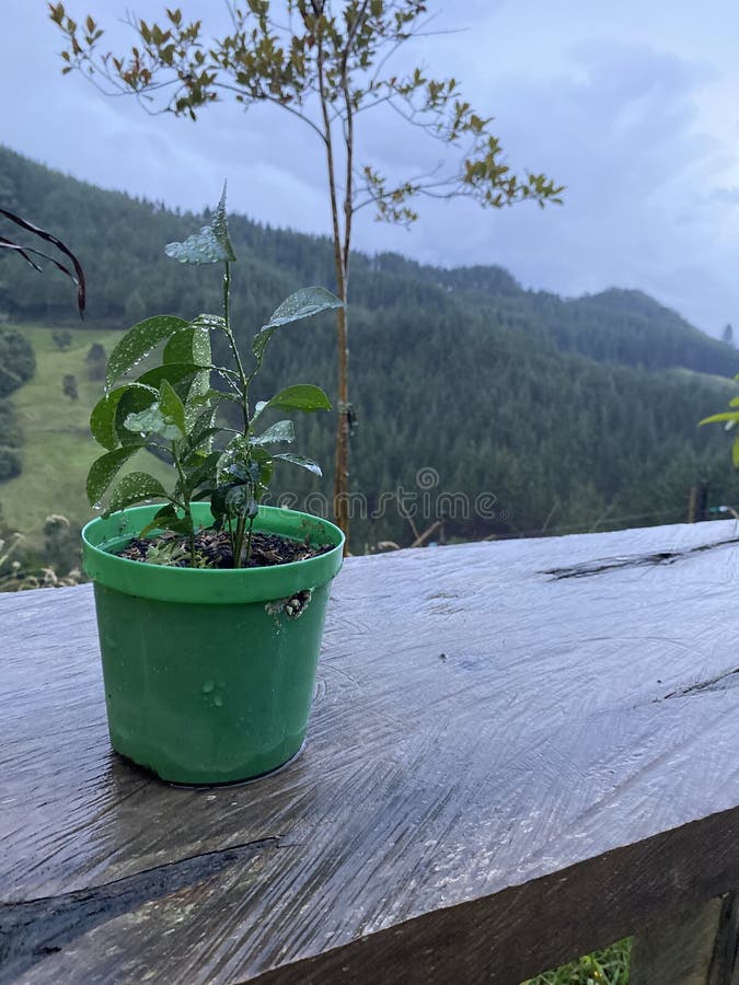 The small tea tree stock image. Image of grass, yard - 249009203