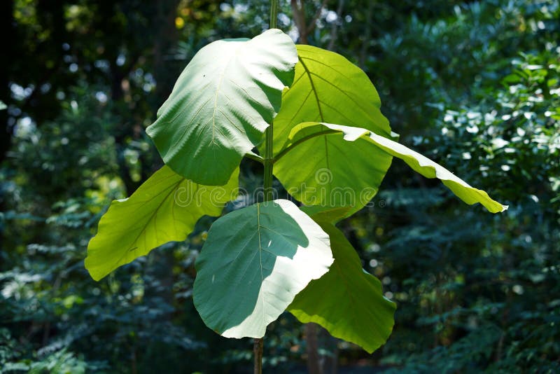 Small Teak Tree in the Rainforest. Stock Photo - Image of rainforest ...