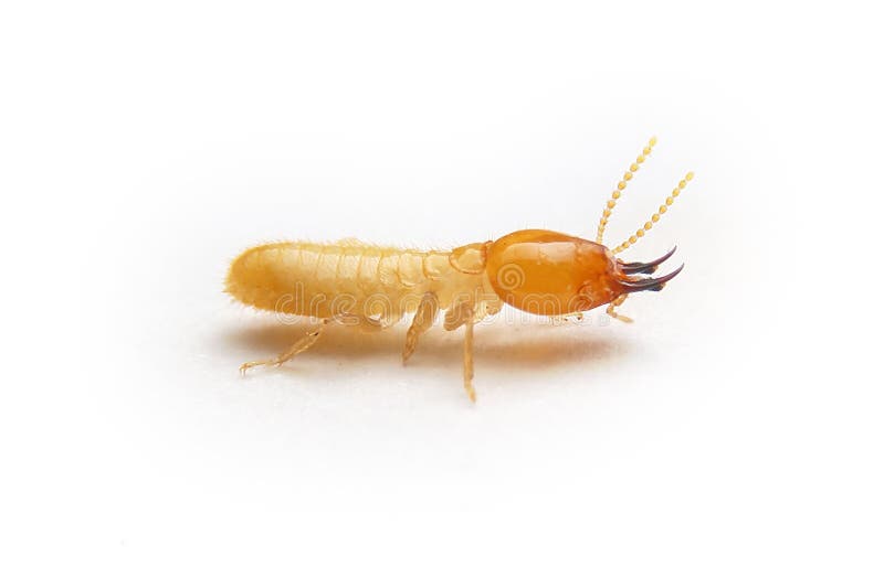 The Small Termite on White Background. Side View of the Termites ...