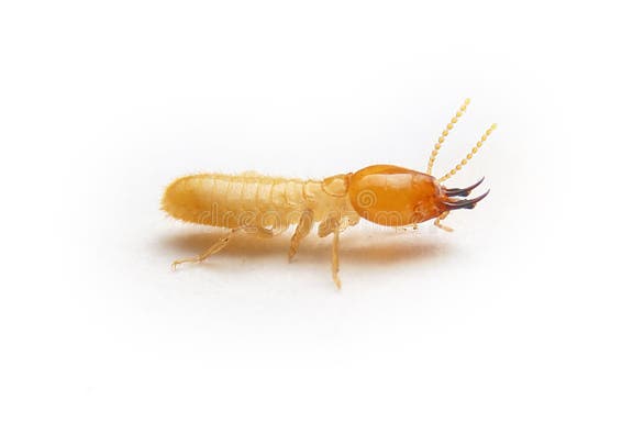 The Small Termite on White Background. Side View of the Termites ...