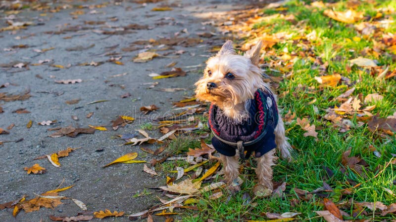 Small Terrier Dog in the Park Stock Image - Image of brown, mammals ...