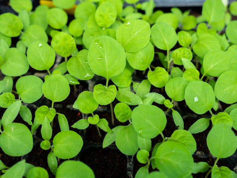 Small Thai Eggplants Born from Seeds Stock Image - Image of leaf, bunch ...