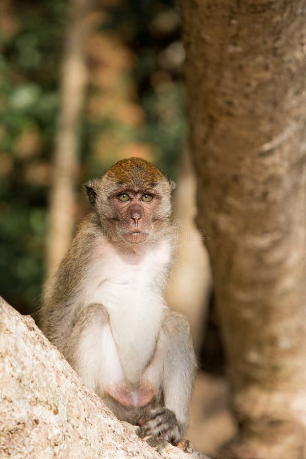 Small Thai Monkey Portrait Nature Stock Photo - Image of cute, green ...
