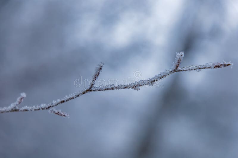 Small and Thin Stick of Tree Covered with Small Crystals of Ice and ...