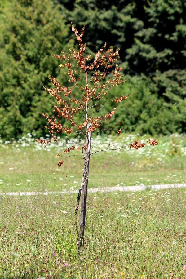 Small Thin Tree with Treetop Completely Filled with Dried Light Brown ...