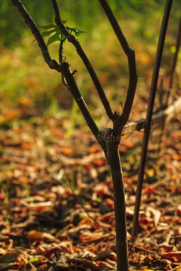 Small Thin Tree Trunk in Nature Garden Stock Photo - Image of plant ...