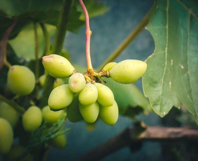 Small Thin Vine Holds a Bunch of Grapes Stock Image - Image of bunch ...