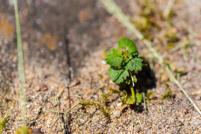 Small Things are Shown in a Very Big Size Stock Photo - Image of sand ...