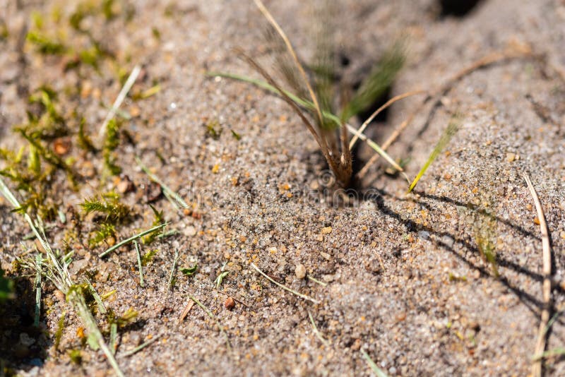 Small Things are Shown in a Very Big Size Stock Photo - Image of nature ...