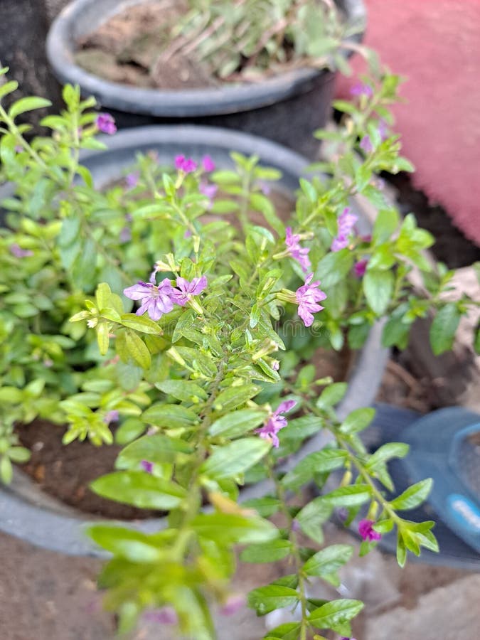 New flower ful stock photo. Image of vegetation, produce - 262436878