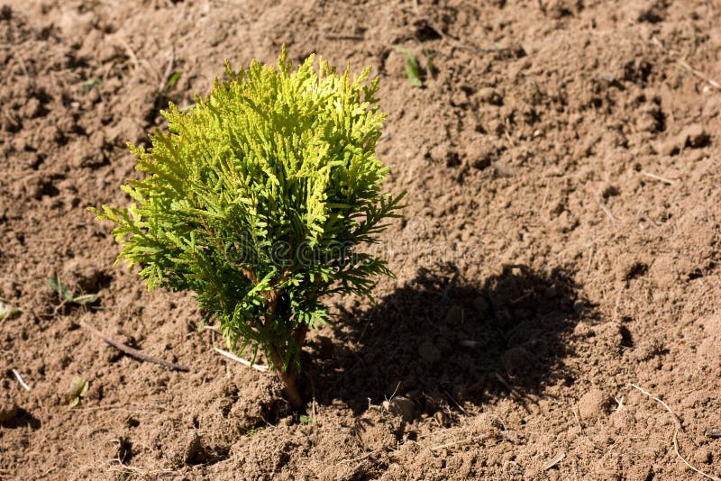 Small thuja in dry soil stock image. Image of decorative - 33454505