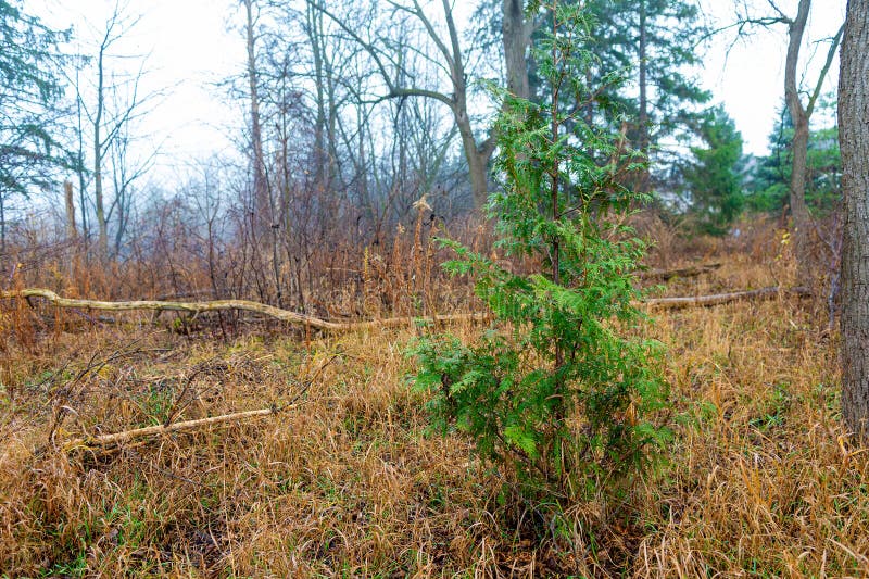 A Small Thuja Occidentalis among Large Deciduous Trees Stock Image ...
