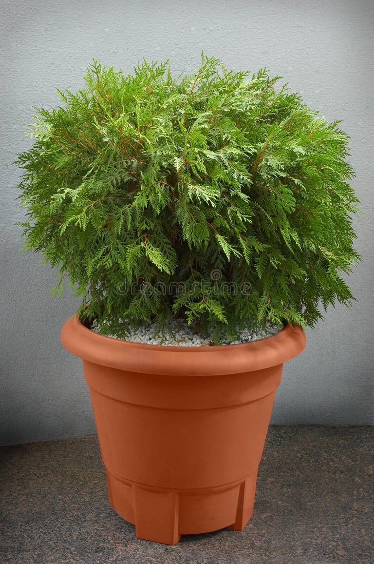 1,448 Thuya Texture Stock Photos - Free & Royalty-Free Stock Photos ...