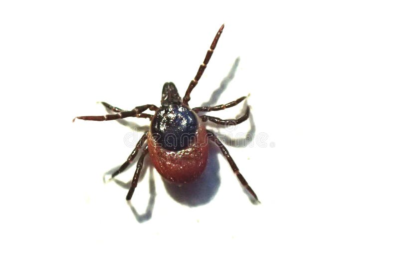 Small tick insect stock photo. Image of acarus, animal - 366043798